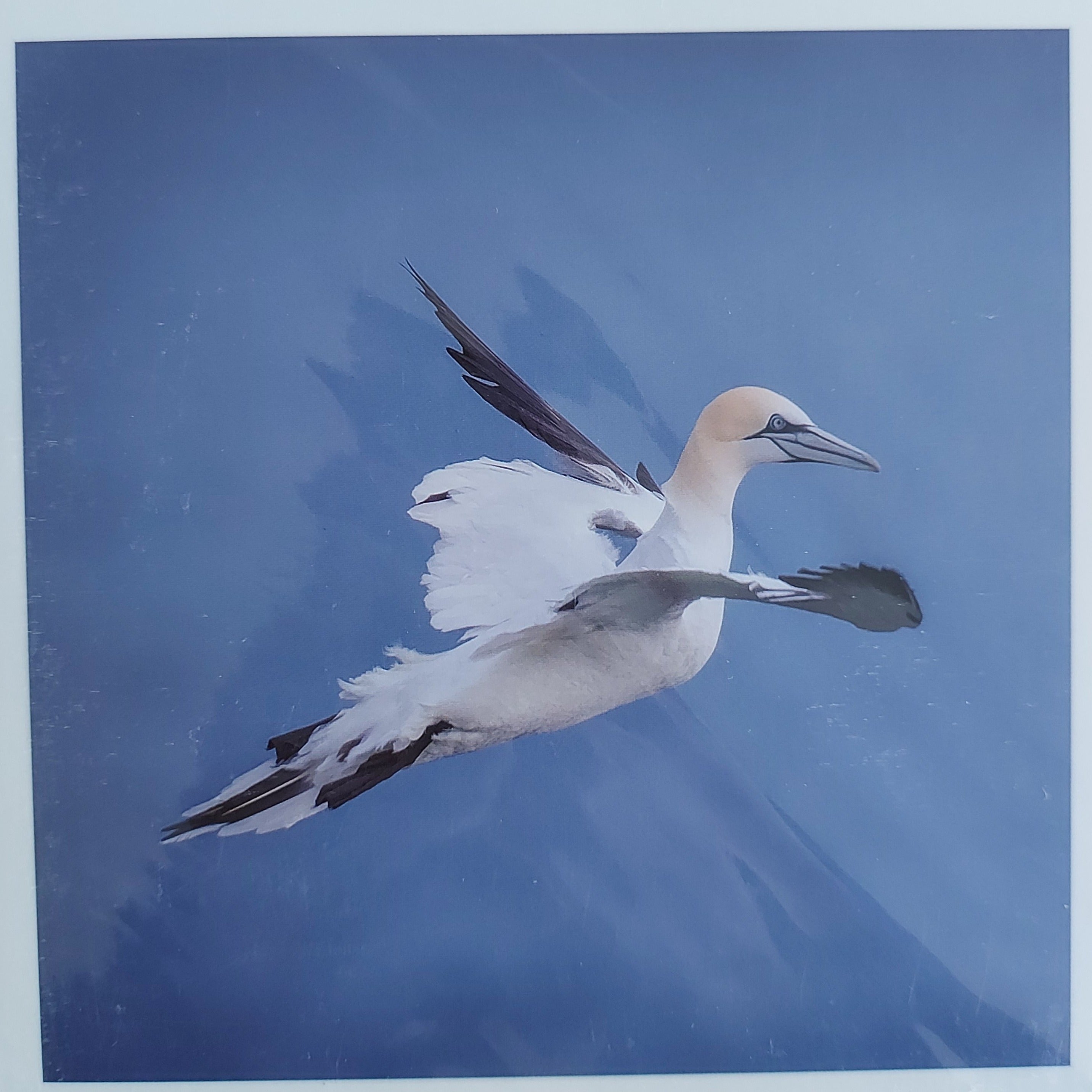 Gannet Ballet Card Scottish Seabird Centre