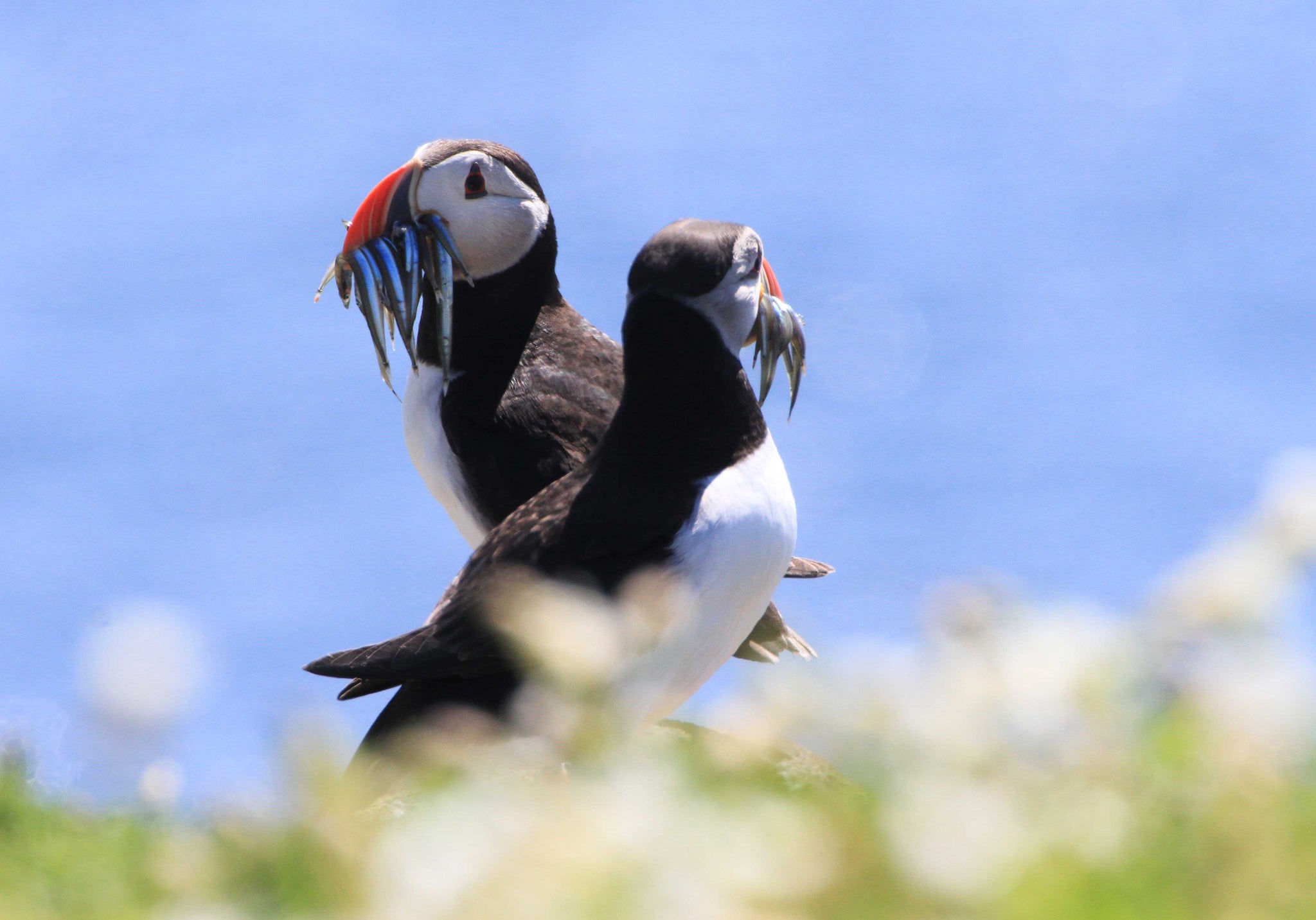 puffins arbroath