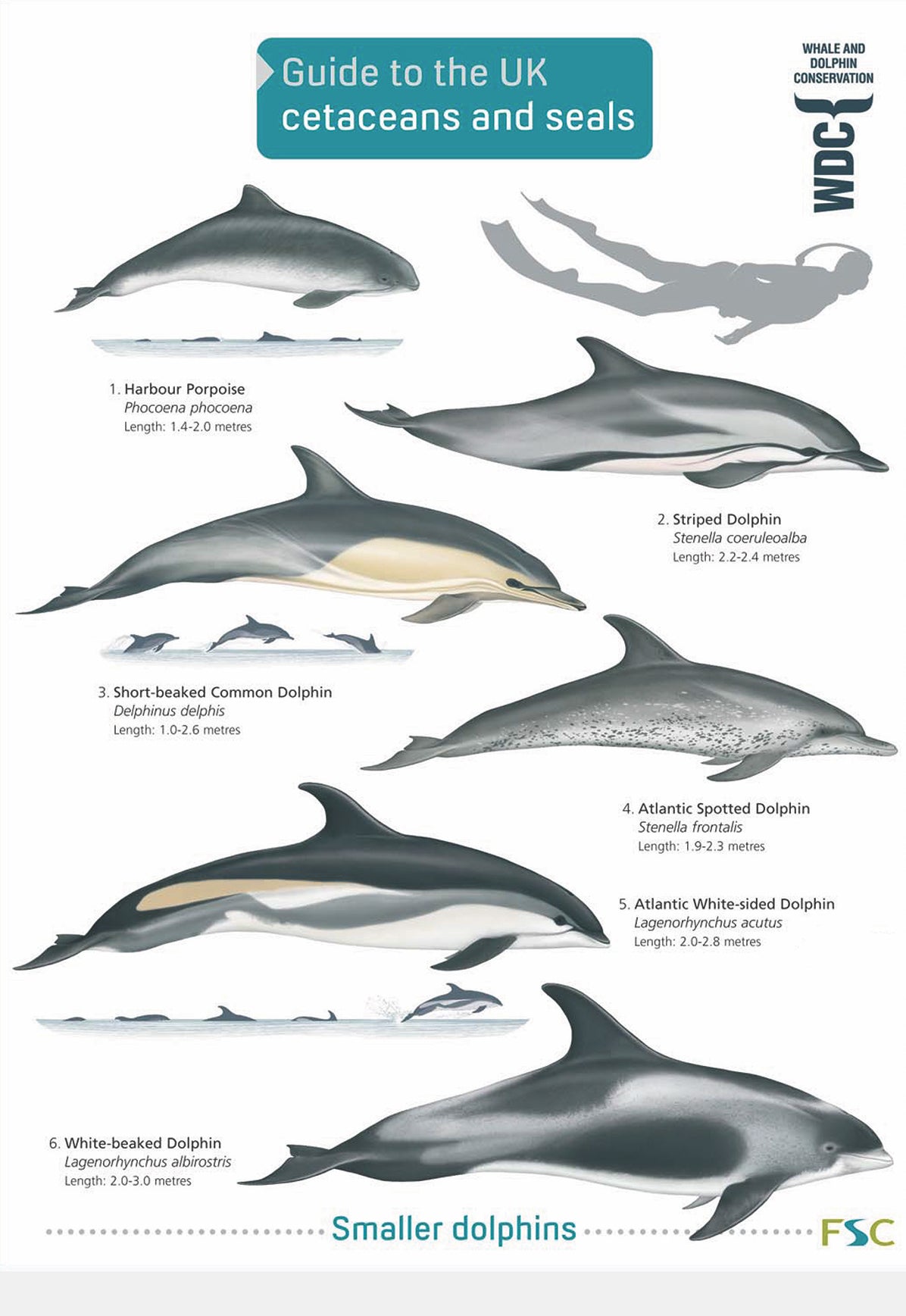 Cetaceans and Seals ID Card – Scottish Seabird Centre